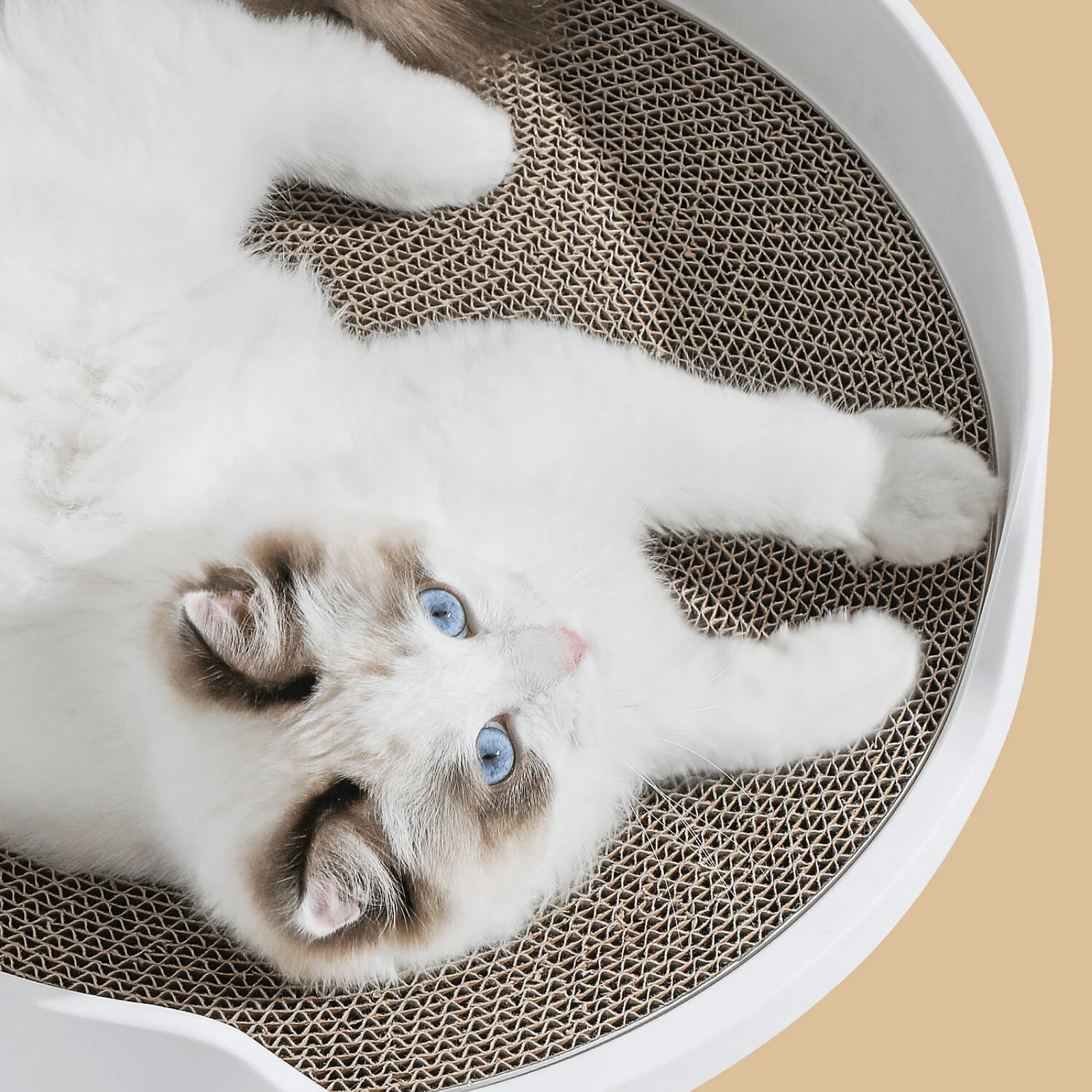 CAIXA DE AREIA PARA GATO - CASTELO MAYITWILL XL - Gato Feliz - Happy ...